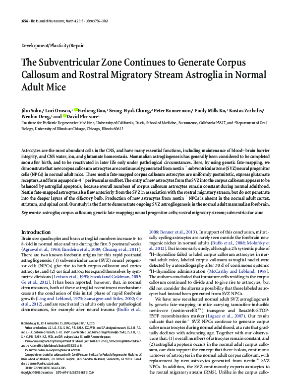 (PDF) The subventricular zone continues to generate corpus callosum and ...