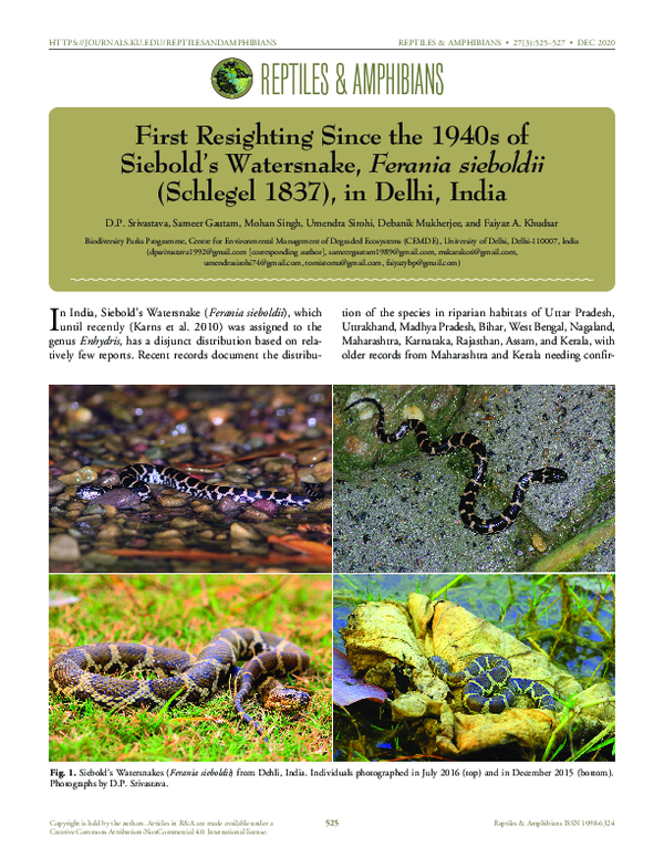 (PDF) First resighting since the 1940s of Siebold's Snake in Delhi