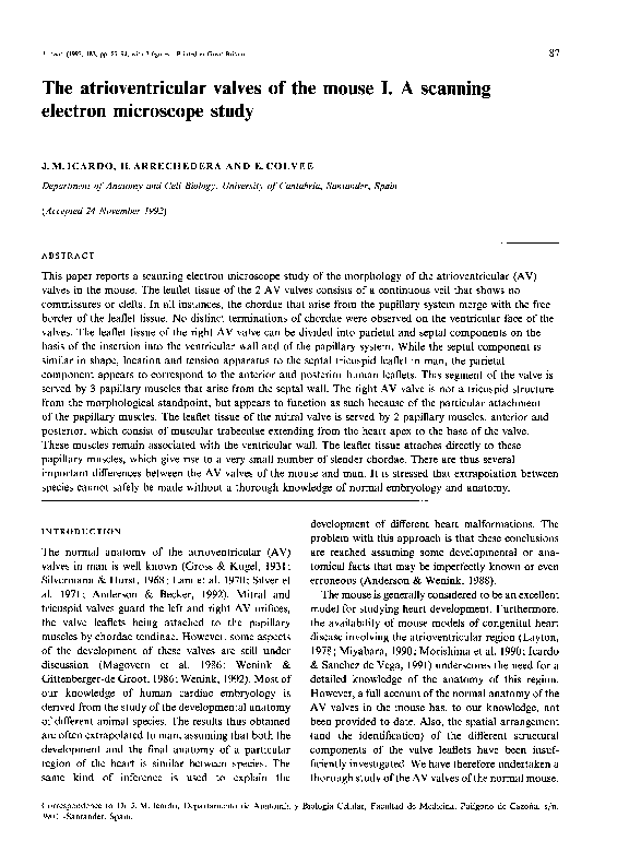 (PDF) The atrioventricular valves of the mouse. I. A scanning electron ...