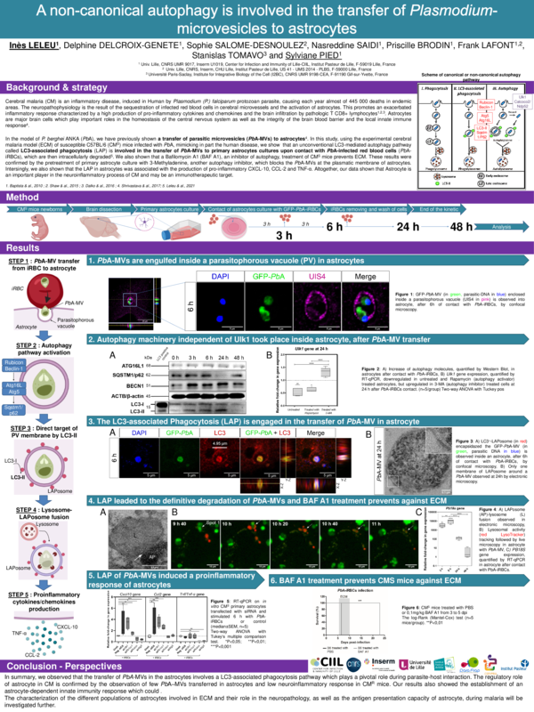 (PDF) A noncanonical autophagy is involved in the transfer of ...