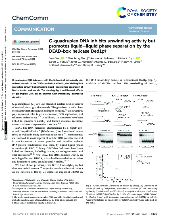 (PDF) G-quadruplex DNA inhibits unwinding activity but promotes liquid ...