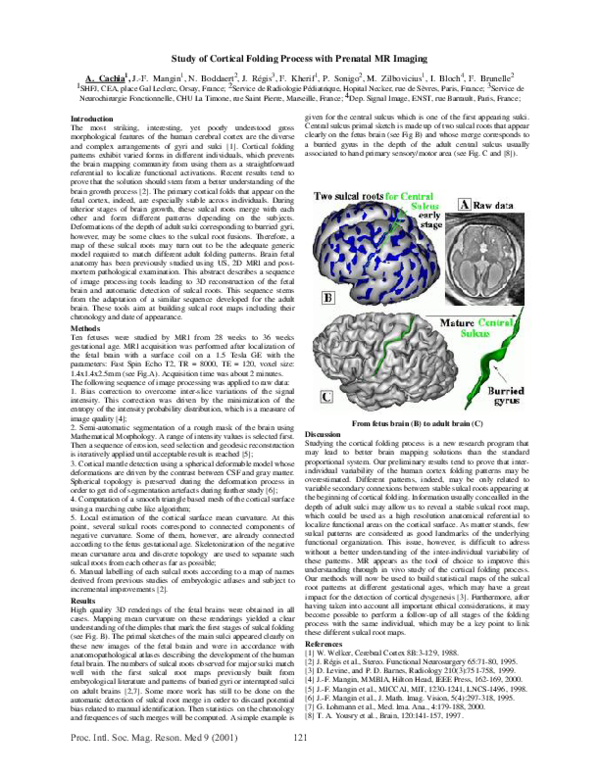 (PDF) Study of cortical folding process with prenatal MR imaging
