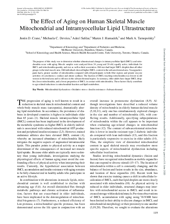 The Effect of Aging on Human Skeletal Muscle Mitochondrial and ...