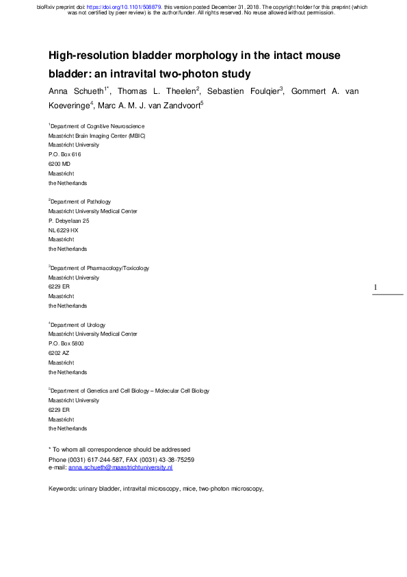 (PDF) High-resolution bladder morphology in the intact mouse bladder ...