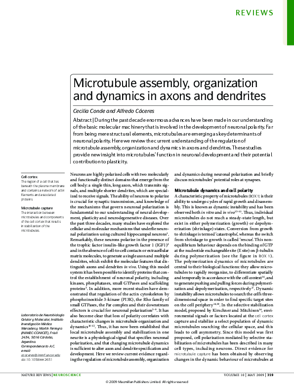 (PDF) Microtubule assembly, organization and dynamics in axons and ...