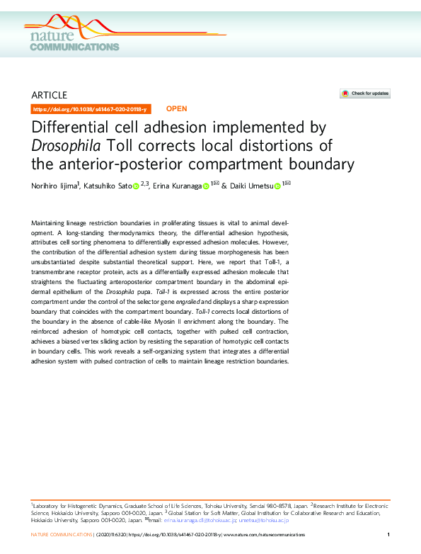 (PDF) Differential cell adhesion implemented by Drosophila Toll ...