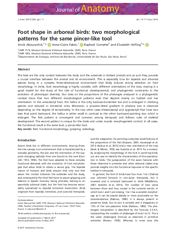 (PDF) Foot shape in arboreal birds: two morphological patterns for the ...