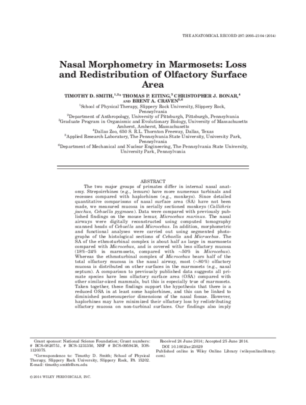 (PDF) Nasal morphometry in marmosets: loss and redistribution of ...