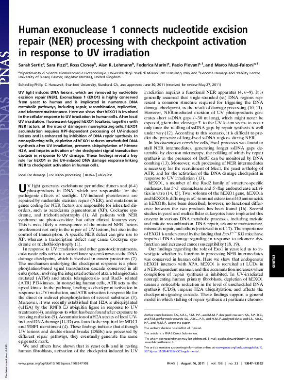 (PDF) Human exonuclease 1 connects nucleotide excision repair (NER ...