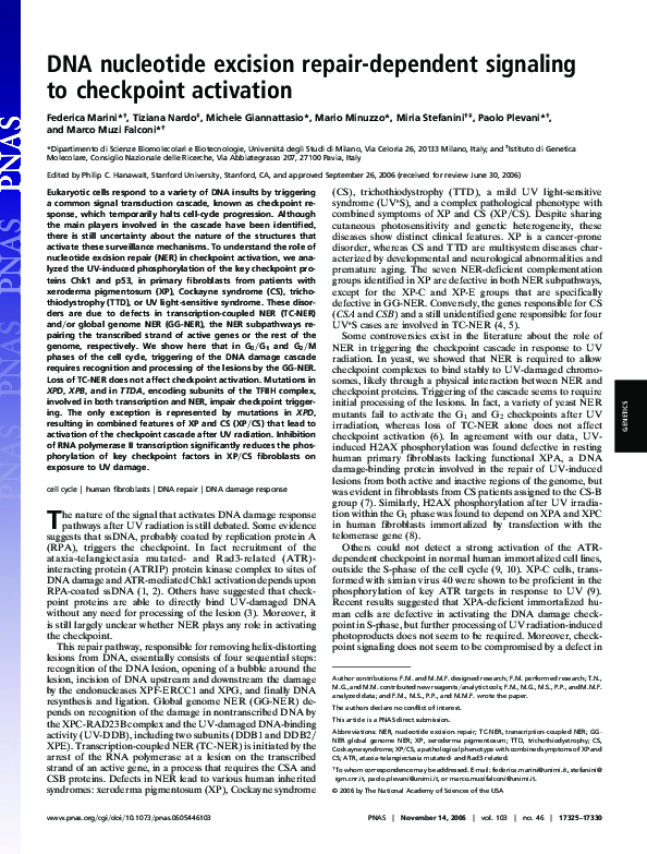 (PDF) DNA nucleotide excision repair-dependent signaling to checkpoint ...