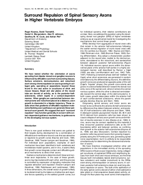 (PDF) Surround Repulsion of Spinal Sensory Axons in Higher Vertebrate ...