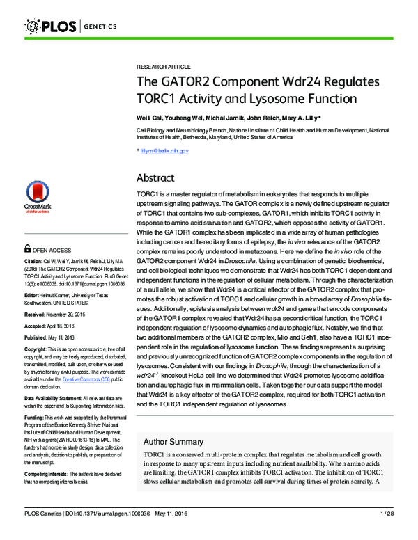 The GATOR2 Component Wdr24 Regulates TORC1 Activity and Lysosome Function