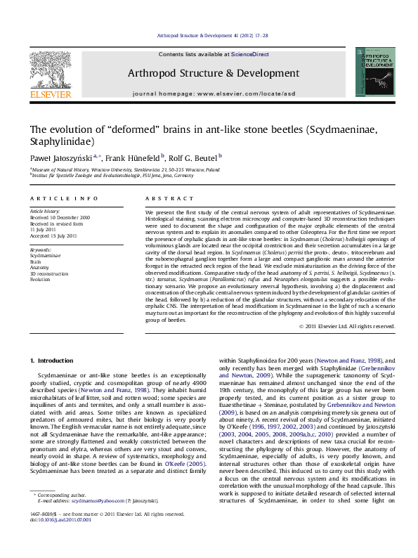 The evolution of “deformed” brains in ant-like stone beetles ...