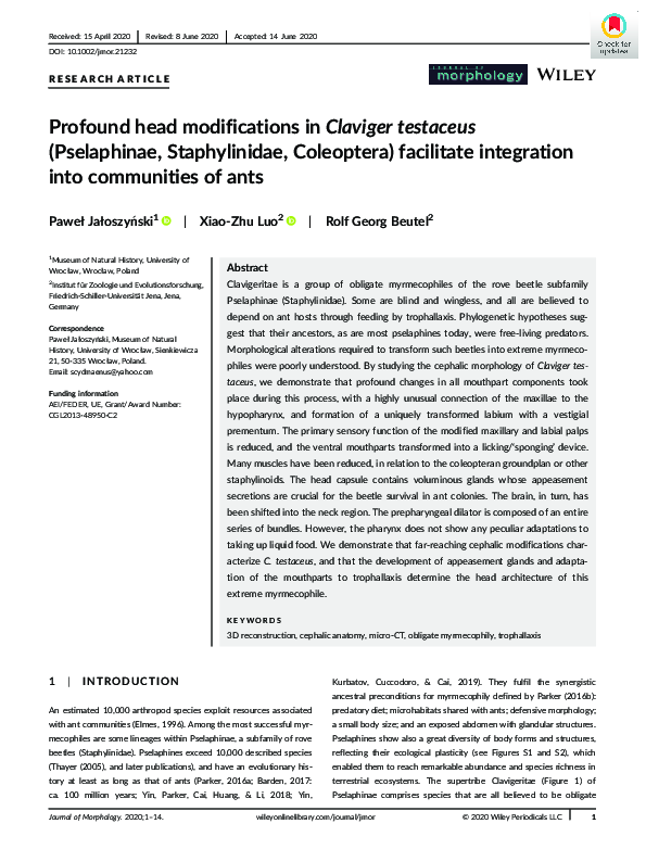 (PDF) Profound head modifications in Claviger testaceus (Pselaphinae ...
