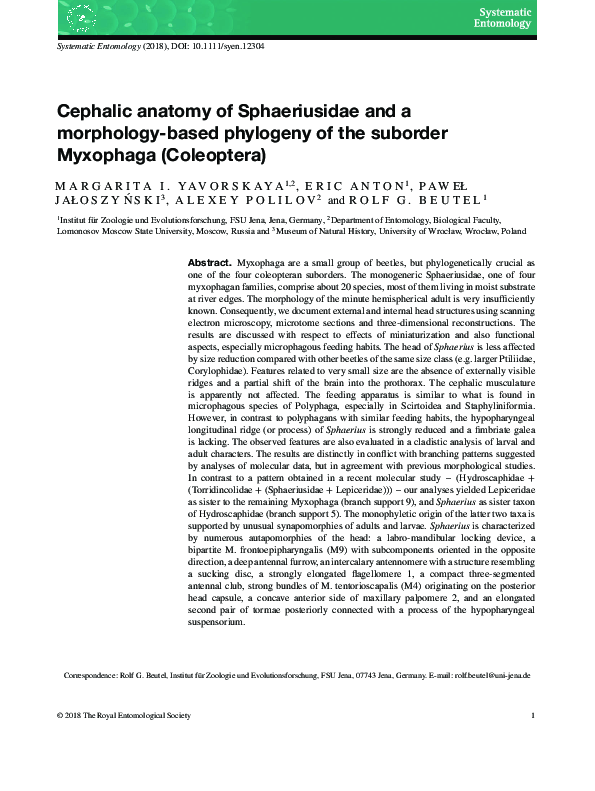 (PDF) Cephalic anatomy of Sphaeriusidae and a morphology-based ...