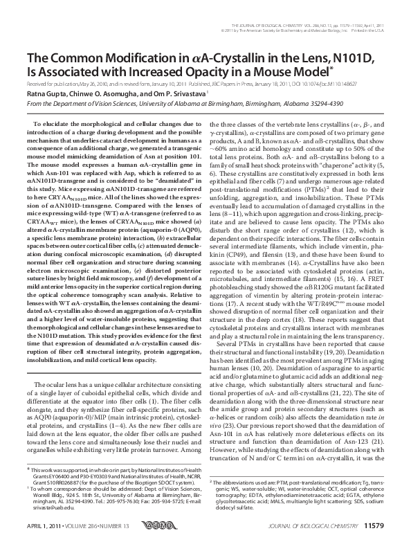 (PDF) The Common Modification in αA-Crystallin in the Lens, N101D, Is ...