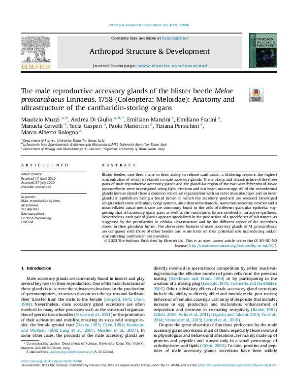 (PDF) The male reproductive accessory glands of the blister beetle ...