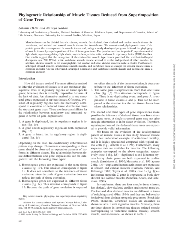 (PDF) Phylogenetic relationship of muscle tissues deduced from ...