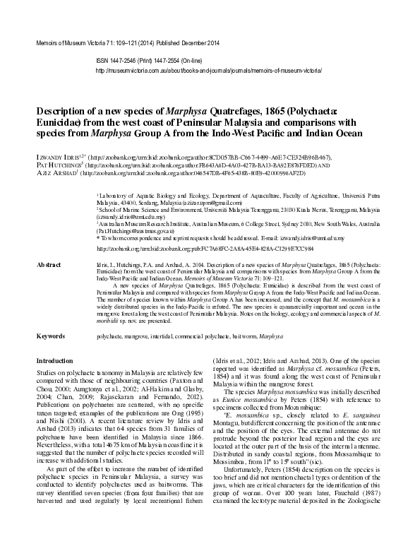 (PDF) Description of a new species of Marphysa Quatrefages, 1865 ...