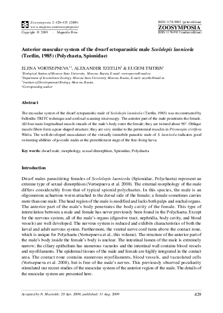 (PDF) Anterior muscular system of the dwarf ectoparasitic male ...