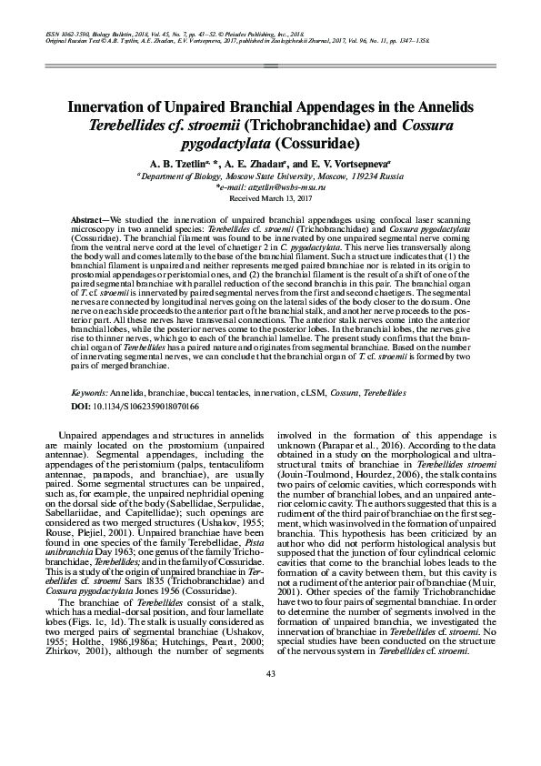 (PDF) Innervation of Unpaired Branchial Appendages in the Annelids ...