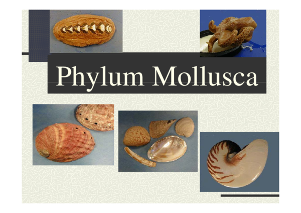(PDF) Phylum Mollusca