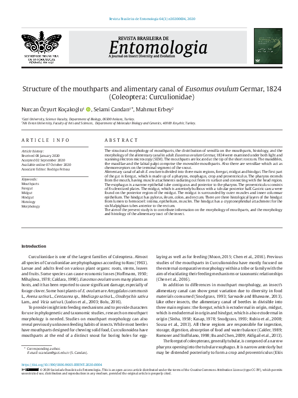 (PDF) Structure of the mouthparts and alimentary canal of Eusomus ...