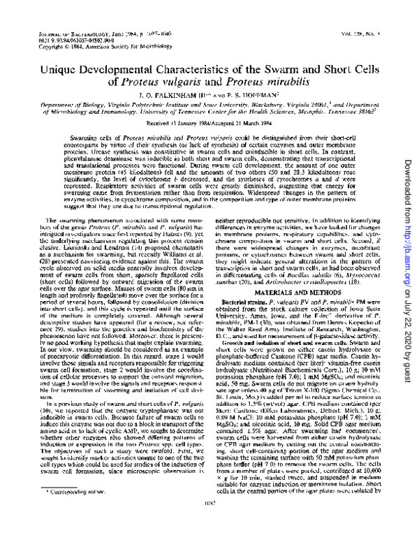(PDF) Unique developmental characteristics of the swarm and short cells ...