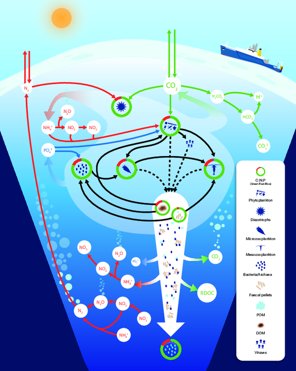 (PDF) Interactions between the marine biogeochemical cycles of carbon ...