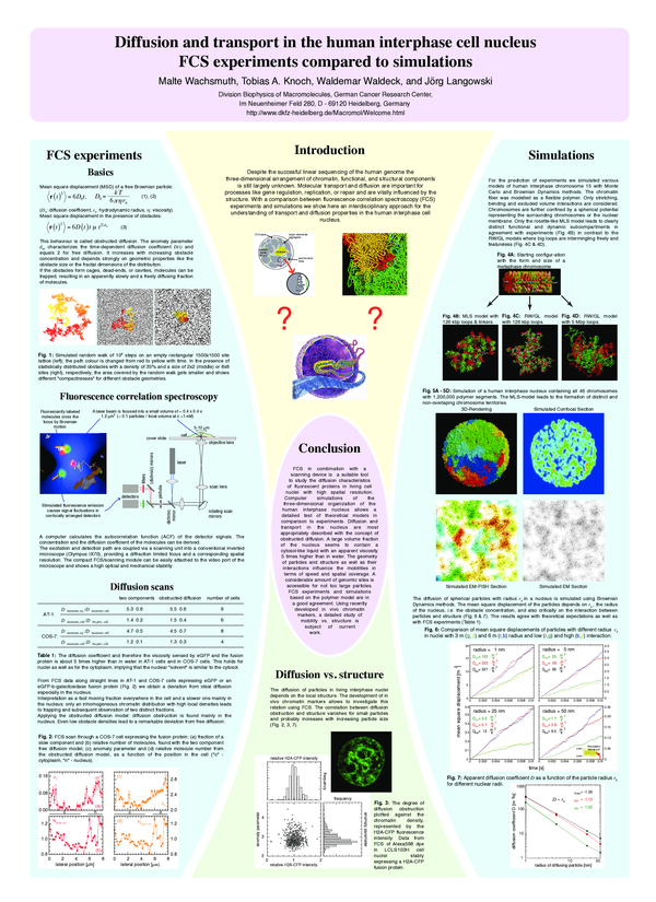 (PDF) Diffusion and transport in the human interphase cell nucleus ...