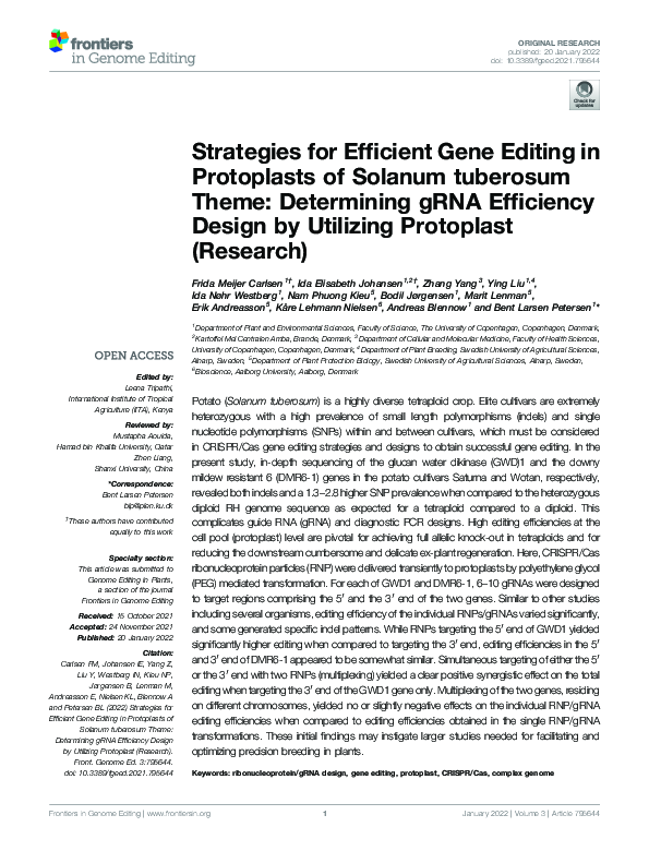 (PDF) Strategies for Efficient Gene Editing in Protoplasts of Solanum ...