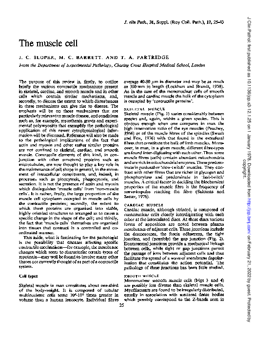 (PDF) The muscle cell