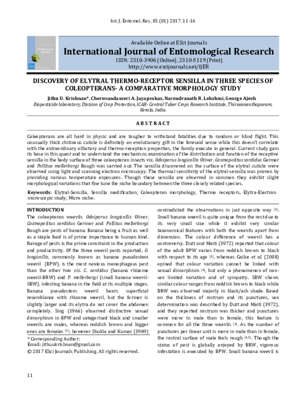 (PDF) Discovery of Elytral Thermo-Receptor Sensilla in Three Species of ...