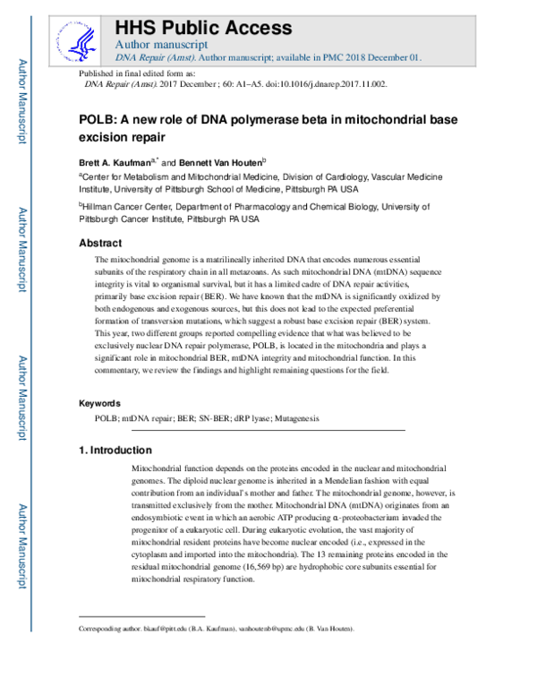 (PDF) POLB: A new role of DNA polymerase beta in mitochondrial base ...