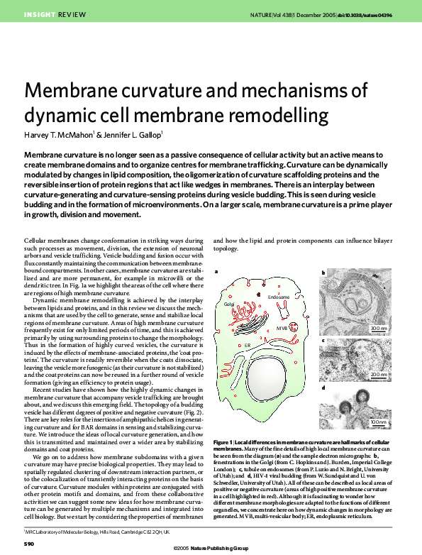 (PDF) Membrane curvature and mechanisms of dynamic cell membrane ...