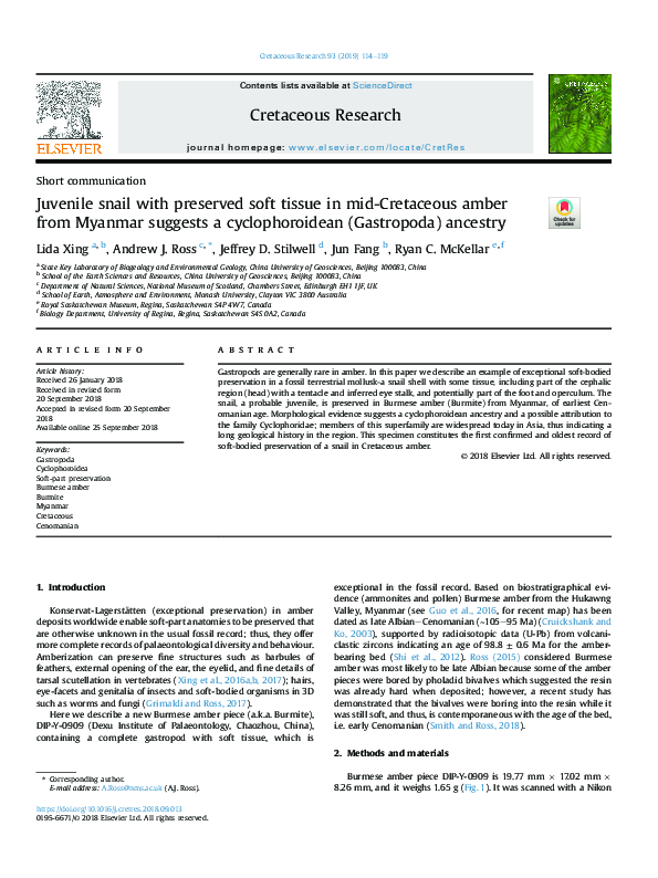 (PDF) Juvenile snail with preserved soft tissue in mid-Cretaceous amber ...