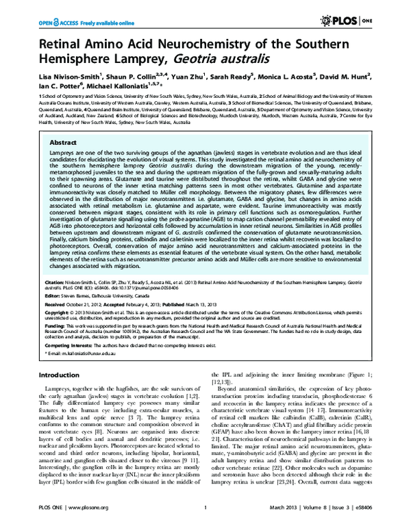 (PDF) Retinal Amino Acid Neurochemistry of the Southern Hemisphere ...