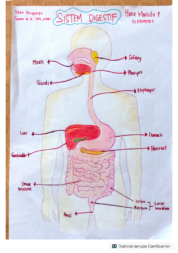 (PDF) ANATOMI FISIOLOGI SISTEM DIGESTIVE