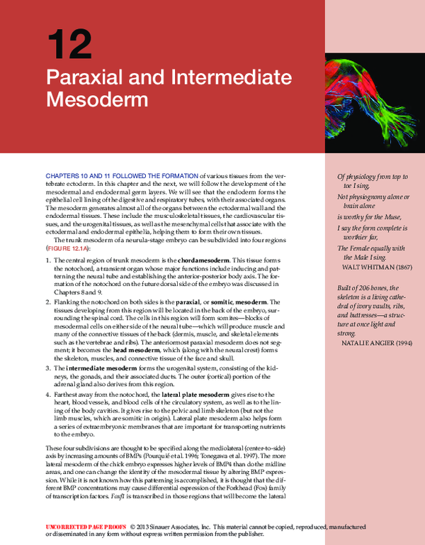 (PDF) Paraxial Mesoderm: The Somites and Their Derivatives