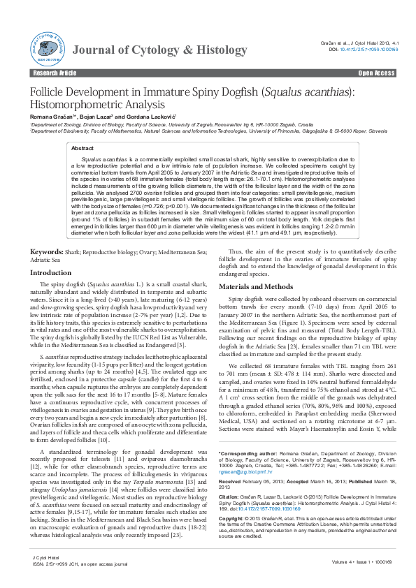 (PDF) Follicle Development in Immature Spiny Dogfish (Squalus acanthias ...