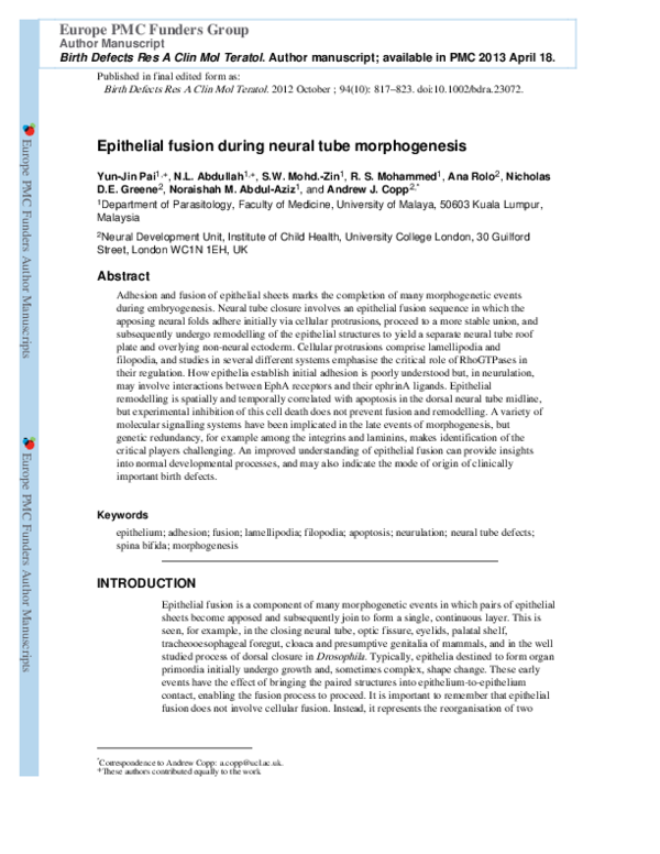 (PDF) Epithelial fusion during neural tube morphogenesis