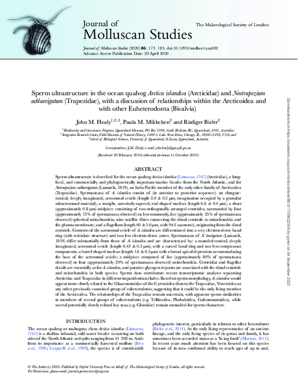 (PDF) Sperm ultrastructure in the ocean quahog Arctica islandica (Arcticidae) and Neotrapezium ...
