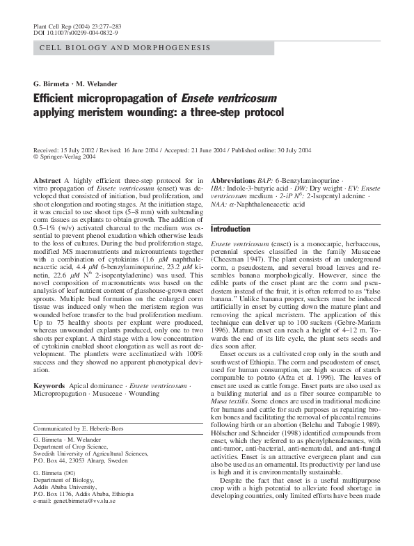 (PDF) Efficient micropropagation of Ensete ventricosum applying meristem wounding: a three-step ...