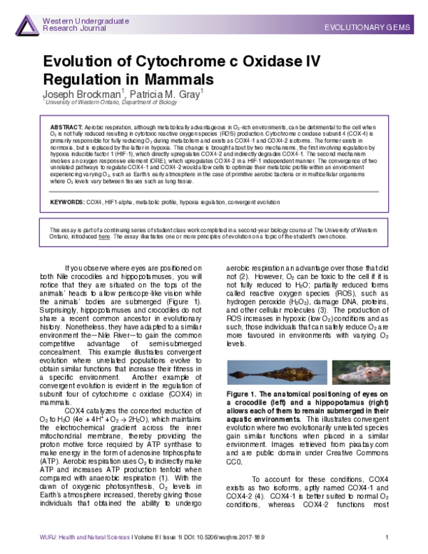 (PDF) Evolutionary GEM: Evolution of Cytochrome c Oxidase IV Regulation ...