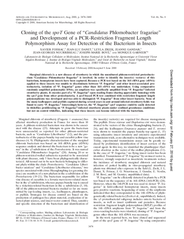 (PDF) Cloning of the spoT Gene of “ Candidatus Phlomobacter fragariae ...