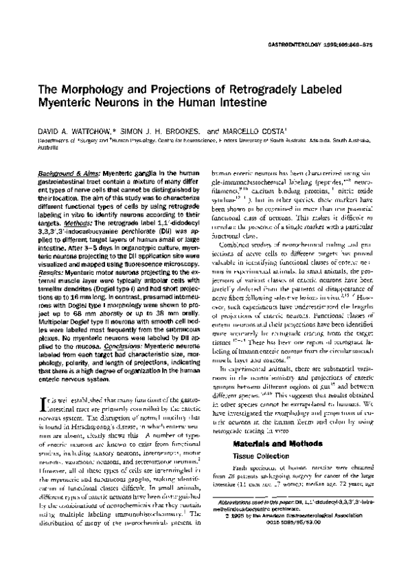(PDF) The morphology and projections of retrogradely labeled myenteric ...