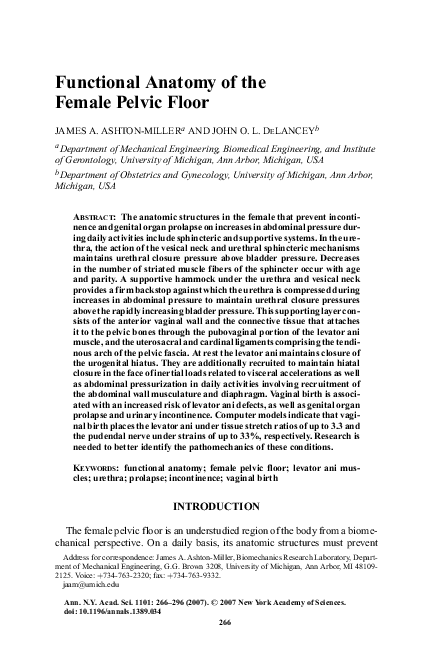 (PDF) Functional anatomy of the female pelvic floor