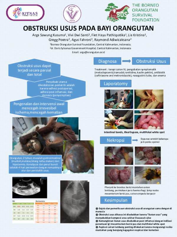 (PDF) "Poster" Obstruksi Usus pada Bayi Orangutan