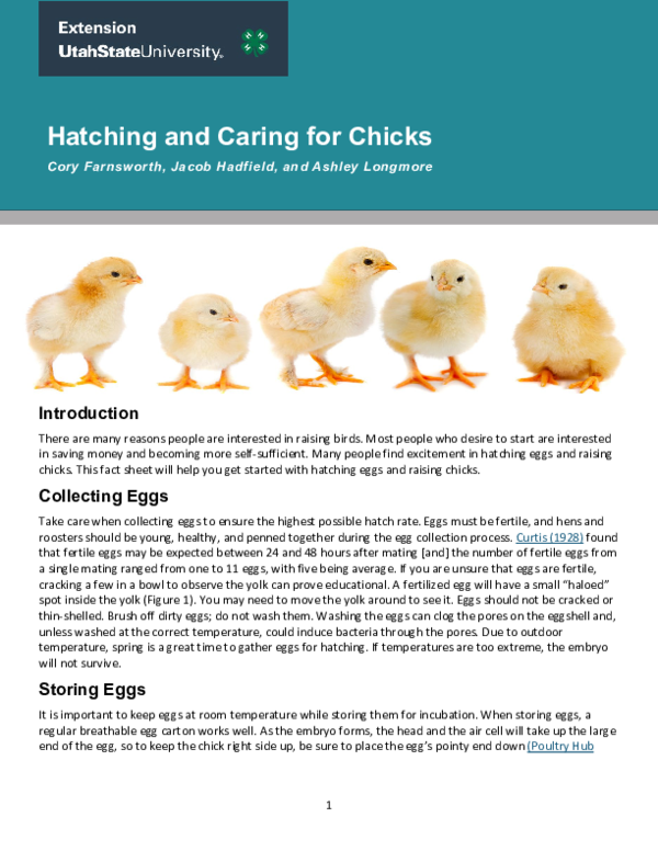 (PDF) Hatching and Caring for Chicks