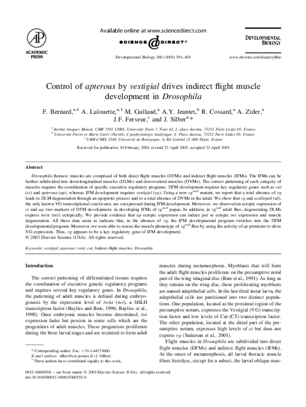 (PDF) Control of apterous by vestigial drives indirect flight muscle ...